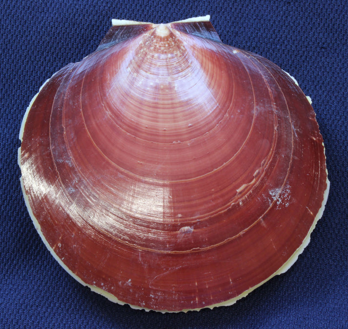 ツキヒガイ 1 – isowashell