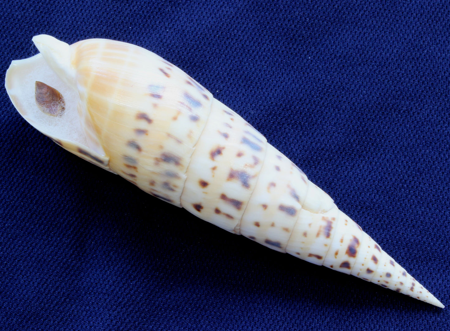 リュウキュウタケ – isowashell