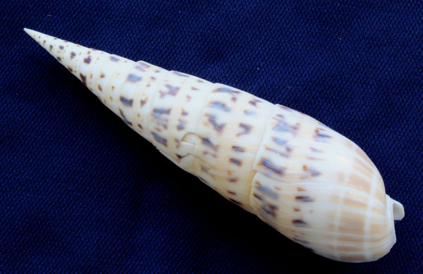 リュウキュウタケ – isowashell